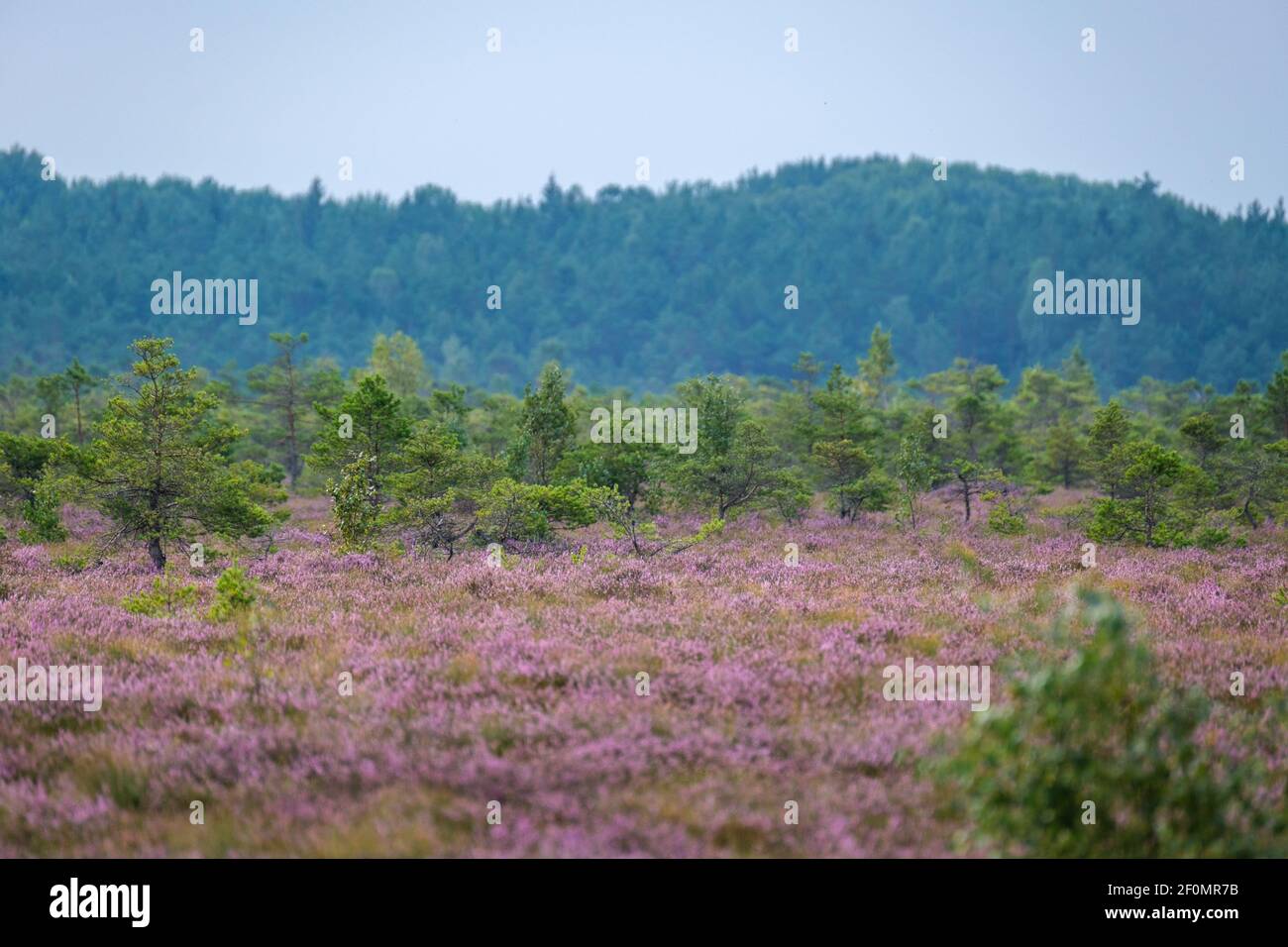 clear bog tundra landscape in summer with green vegetation and purple ...