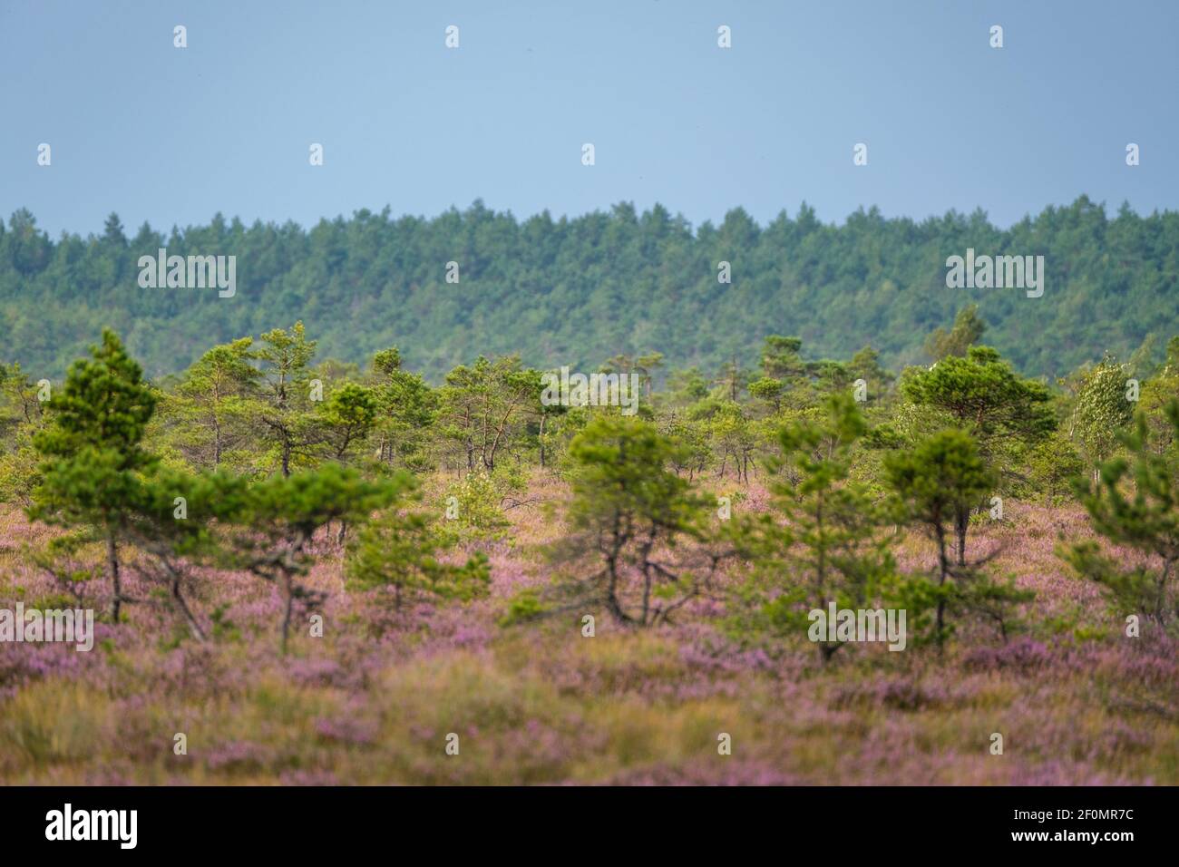clear bog tundra landscape in summer with green vegetation and purple ...