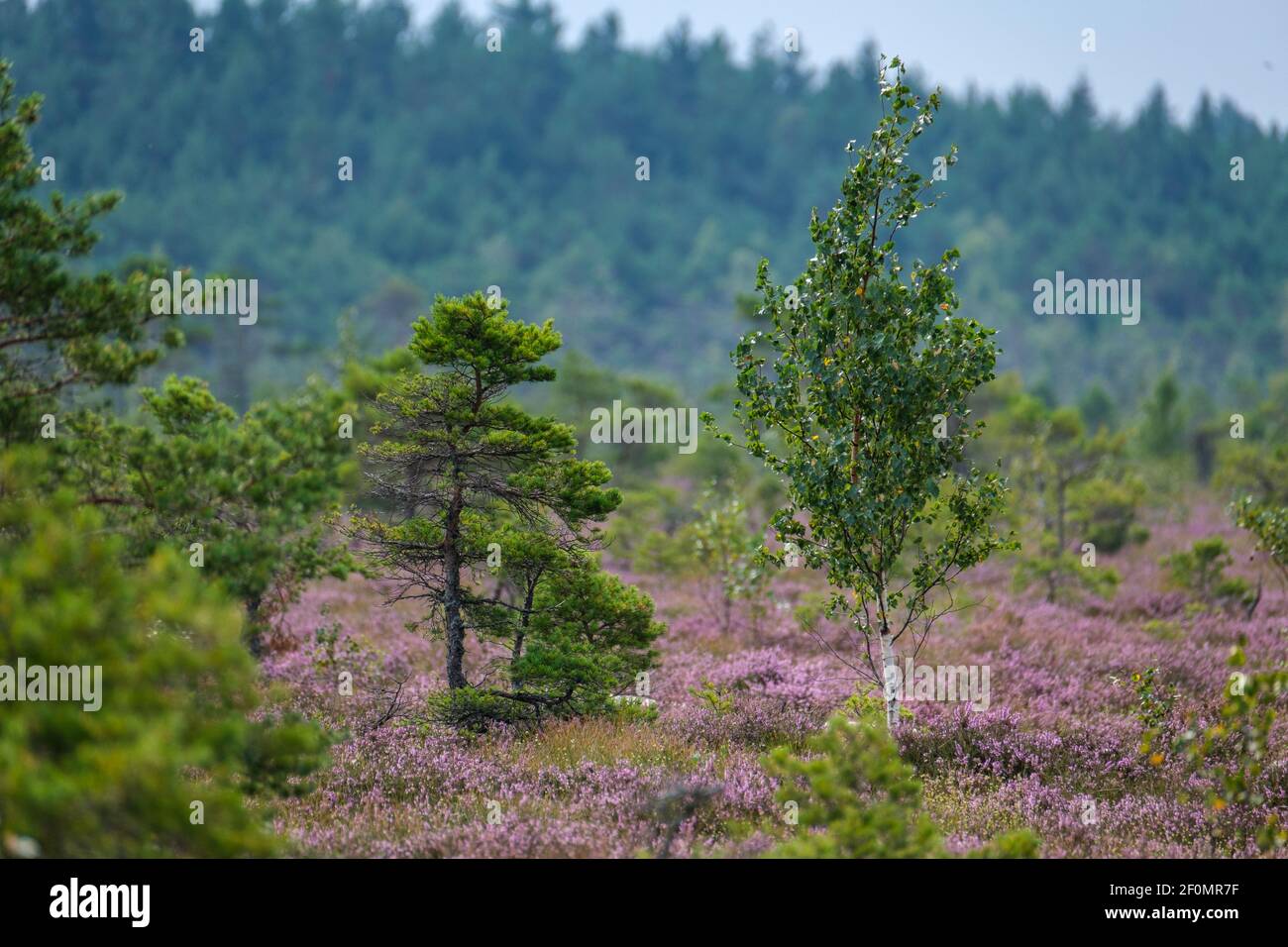 clear bog tundra landscape in summer with green vegetation and purple ...
