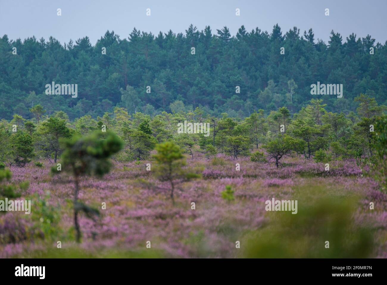 clear bog tundra landscape in summer with green vegetation and purple ...