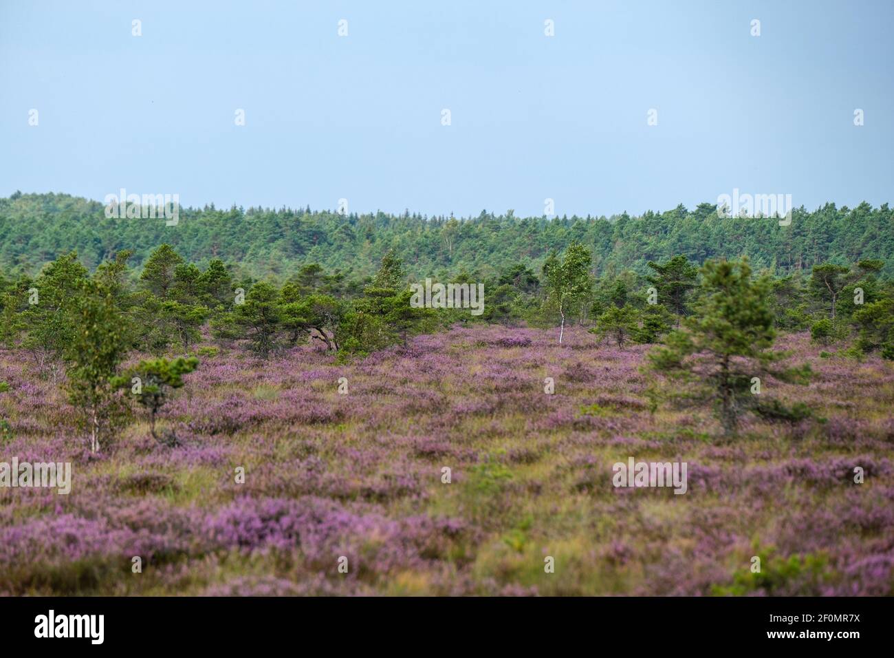 clear bog tundra landscape in summer with green vegetation and purple ...