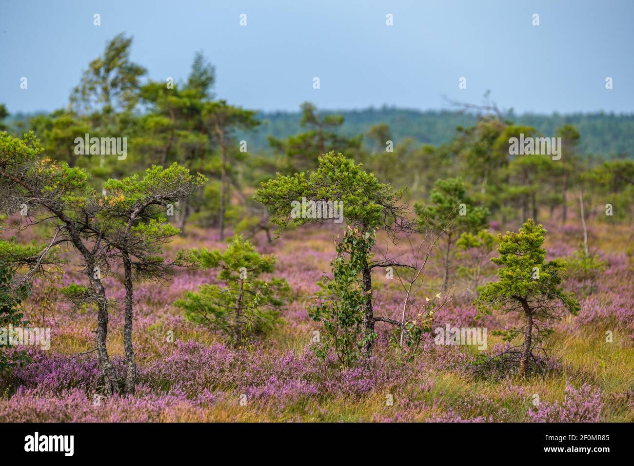 clear bog tundra landscape in summer with green vegetation and purple ...