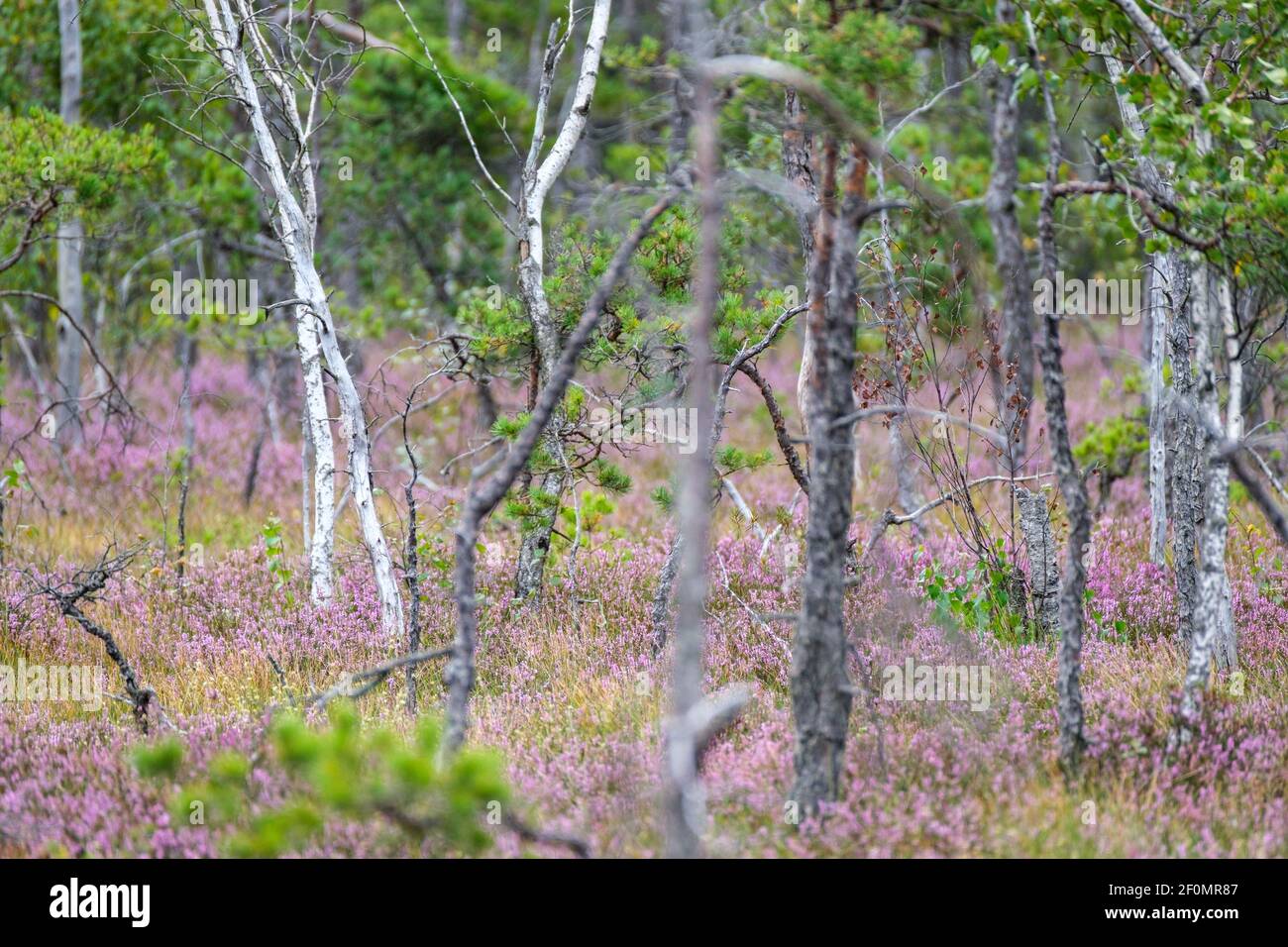 clear bog tundra landscape in summer with green vegetation and purple ...