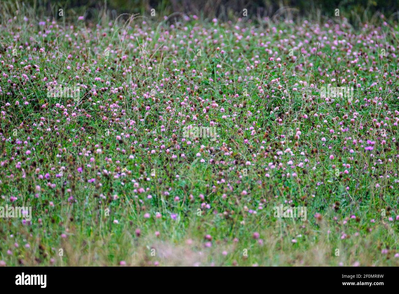 green summer meadow abstract texture with purple flowers and foliage ...