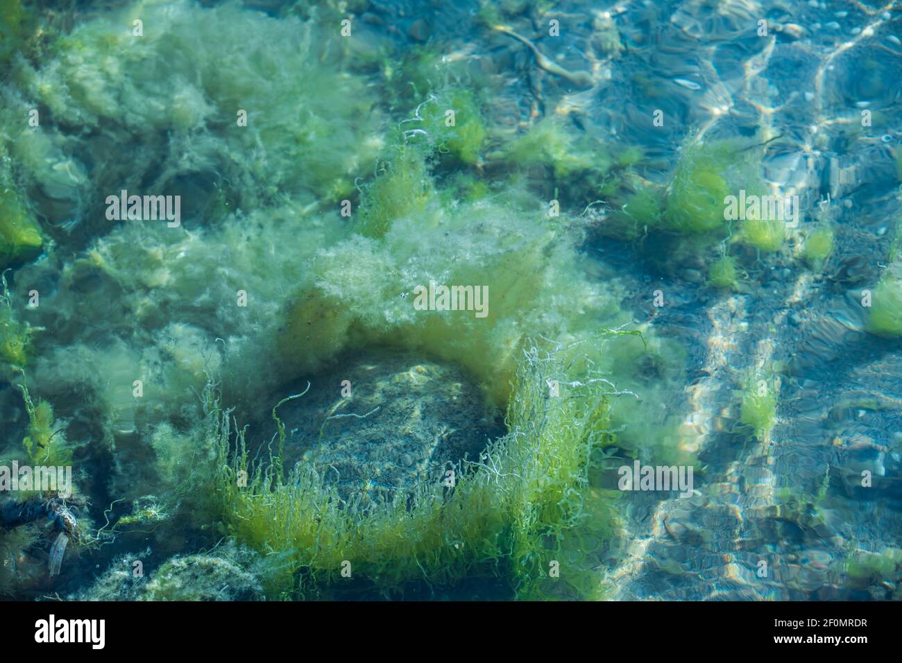 Close up view of muddy bottom of lake through turbid water Stock Photo ...