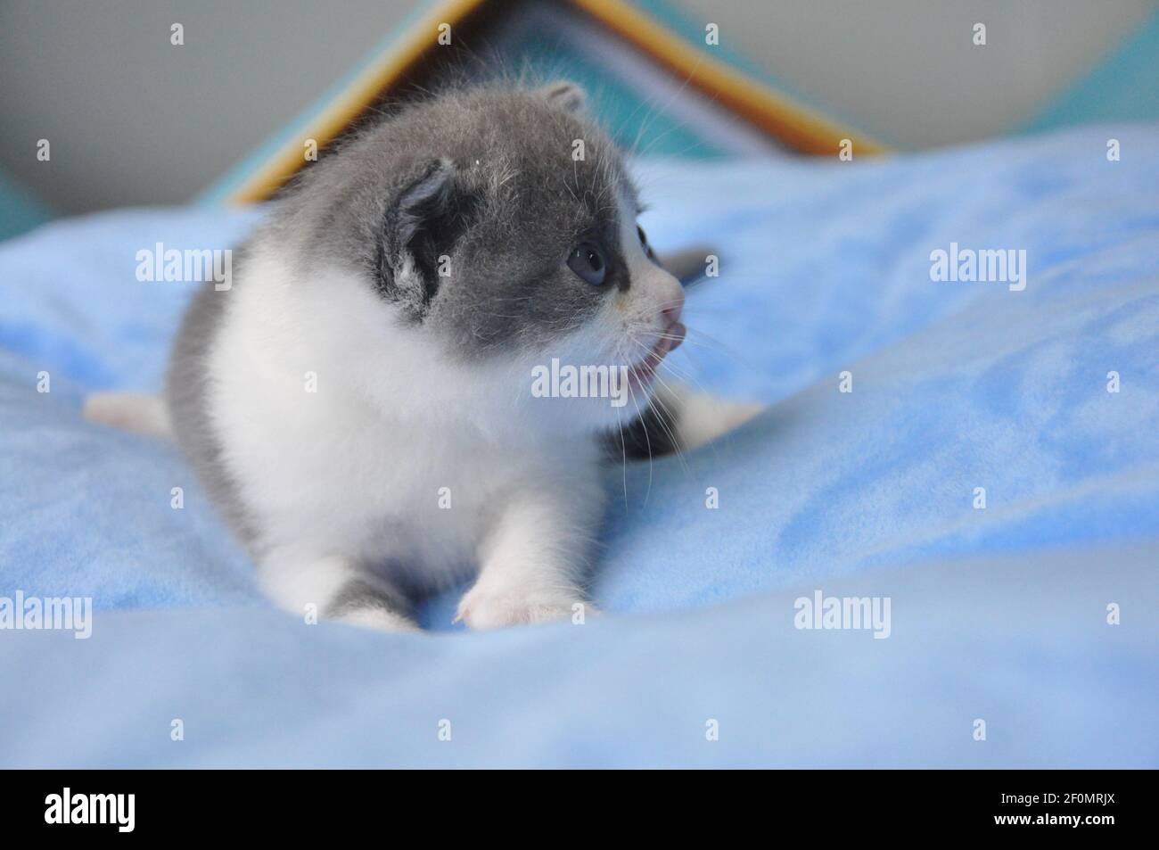 A group of photos released by Sinogene Biotechnology Company show the ...