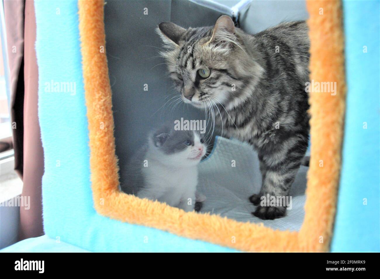 A group of photos released by Sinogene Biotechnology Company show the ...