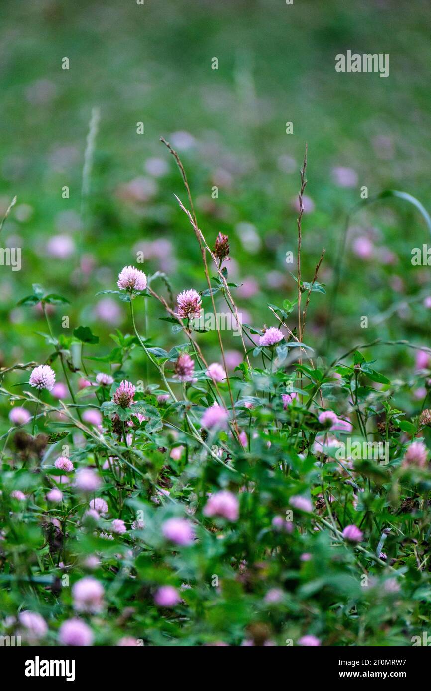 green summer meadow abstract texture with purple flowers and foliage ...