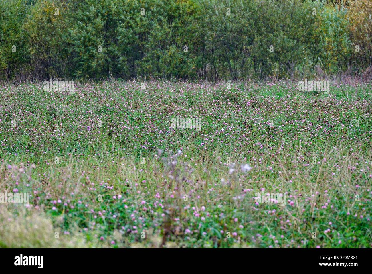 green summer meadow abstract texture with purple flowers and foliage ...