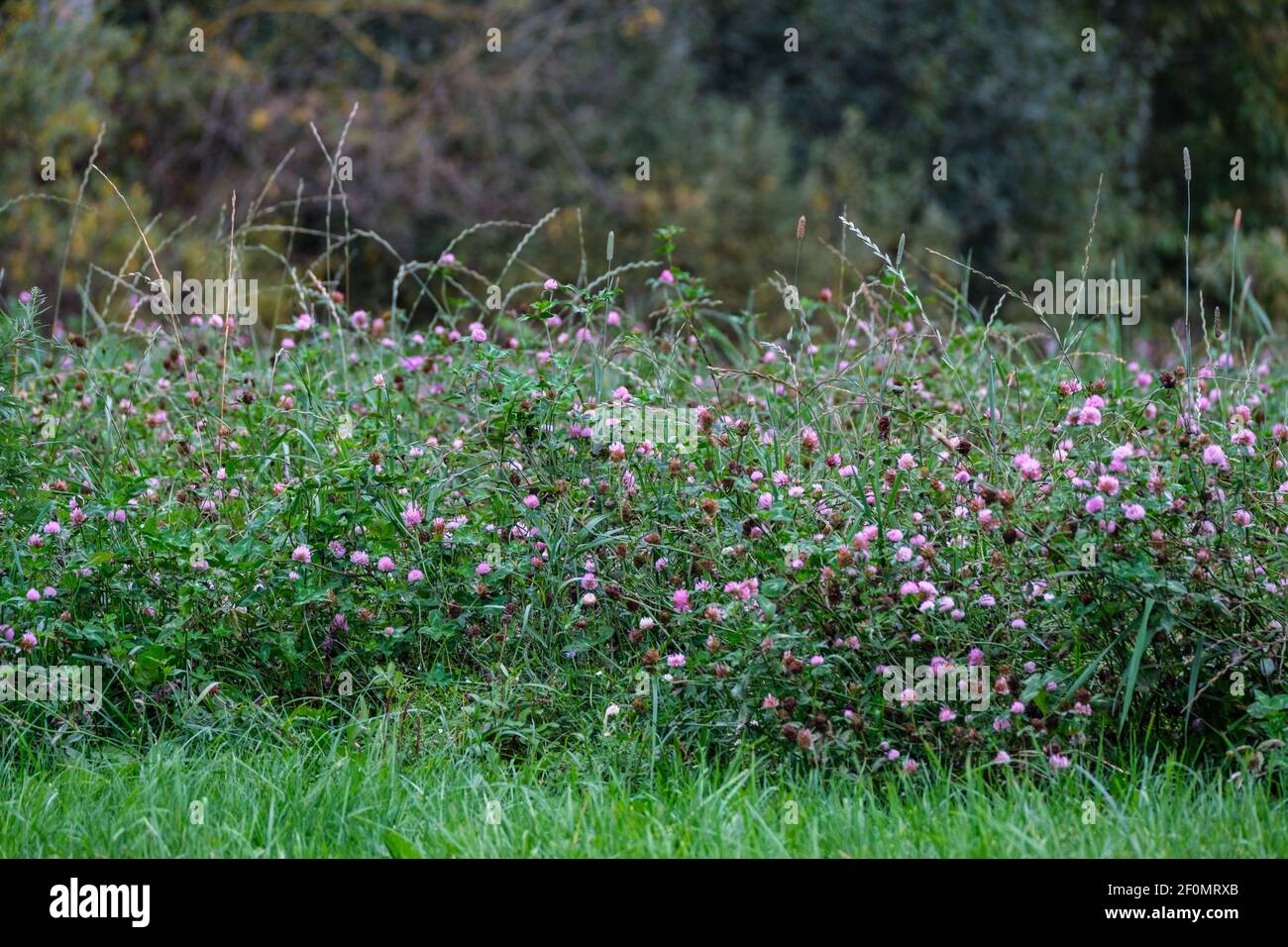 green summer meadow abstract texture with purple flowers and foliage ...