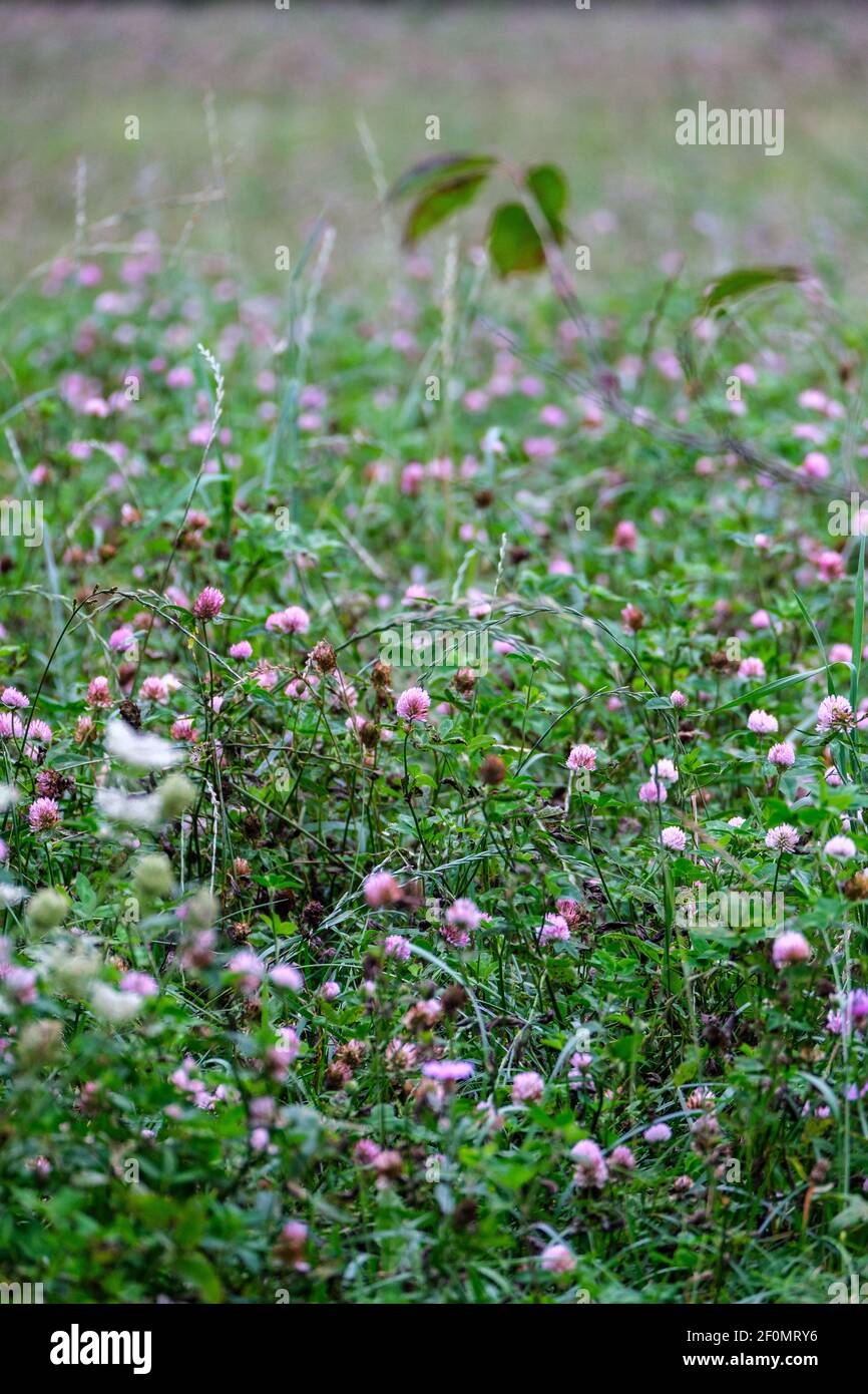 green summer meadow abstract texture with purple flowers and foliage ...
