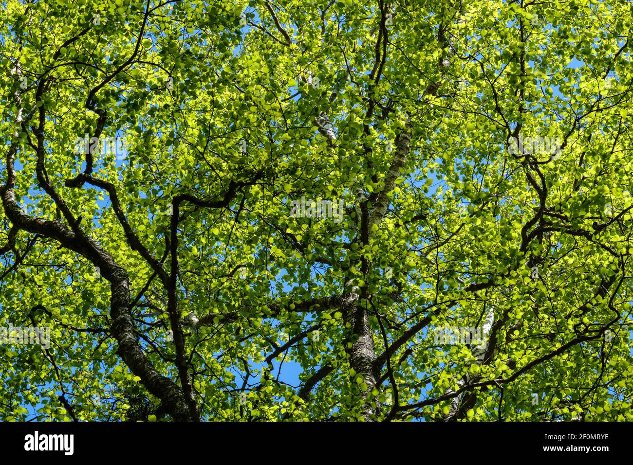 green summer foliage abstract texture with tree leaves and blur ...