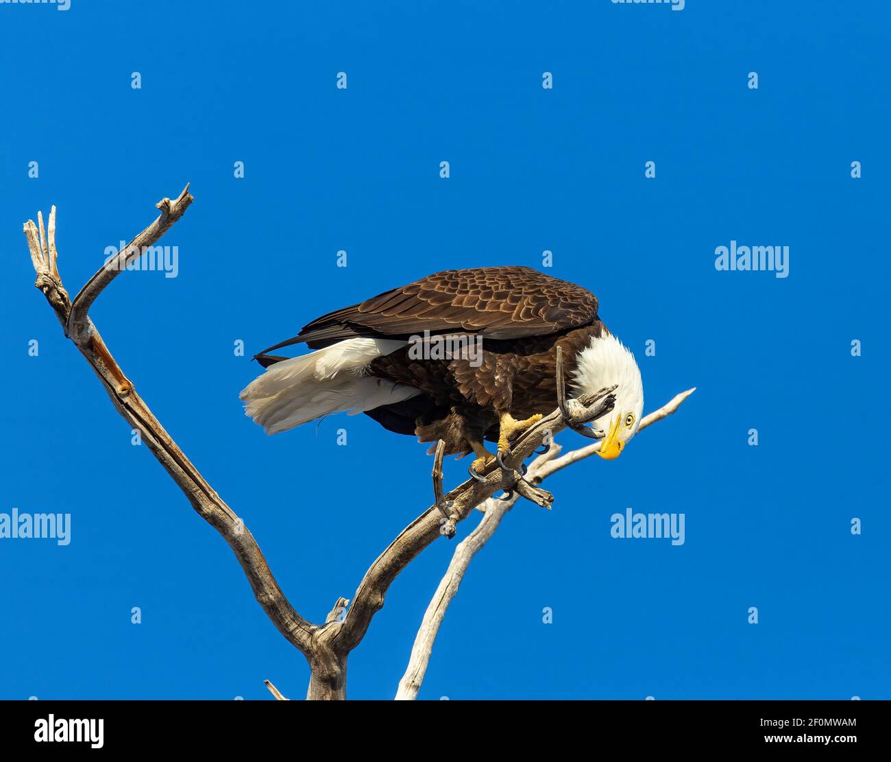 Bald eagle perched on tree hi-res stock photography and images - Alamy