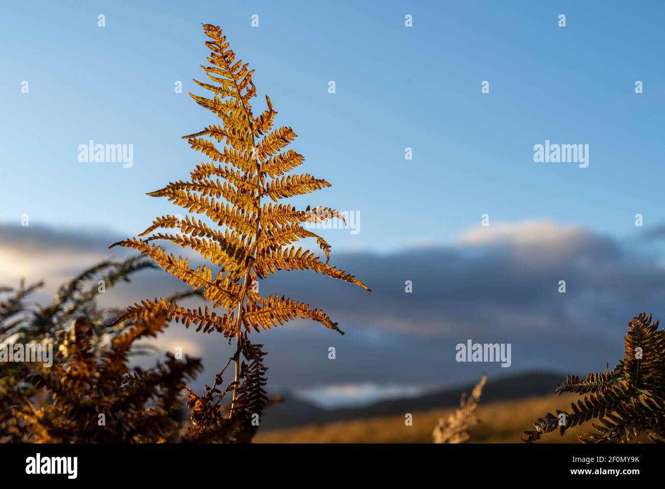 Artistic photograph of a yellow fern leaf against blue sky and clouds ...