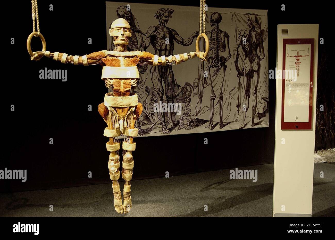 28 January 2005 - Los Angeles, California - BODY WORLDS 2: The ...