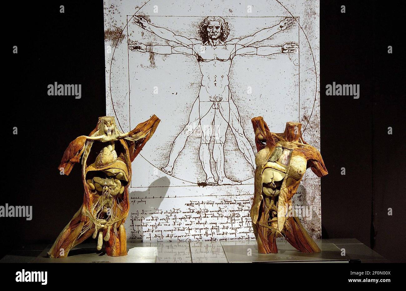 28 January 2005 - Los Angeles, California - BODY WORLDS 2: The ...