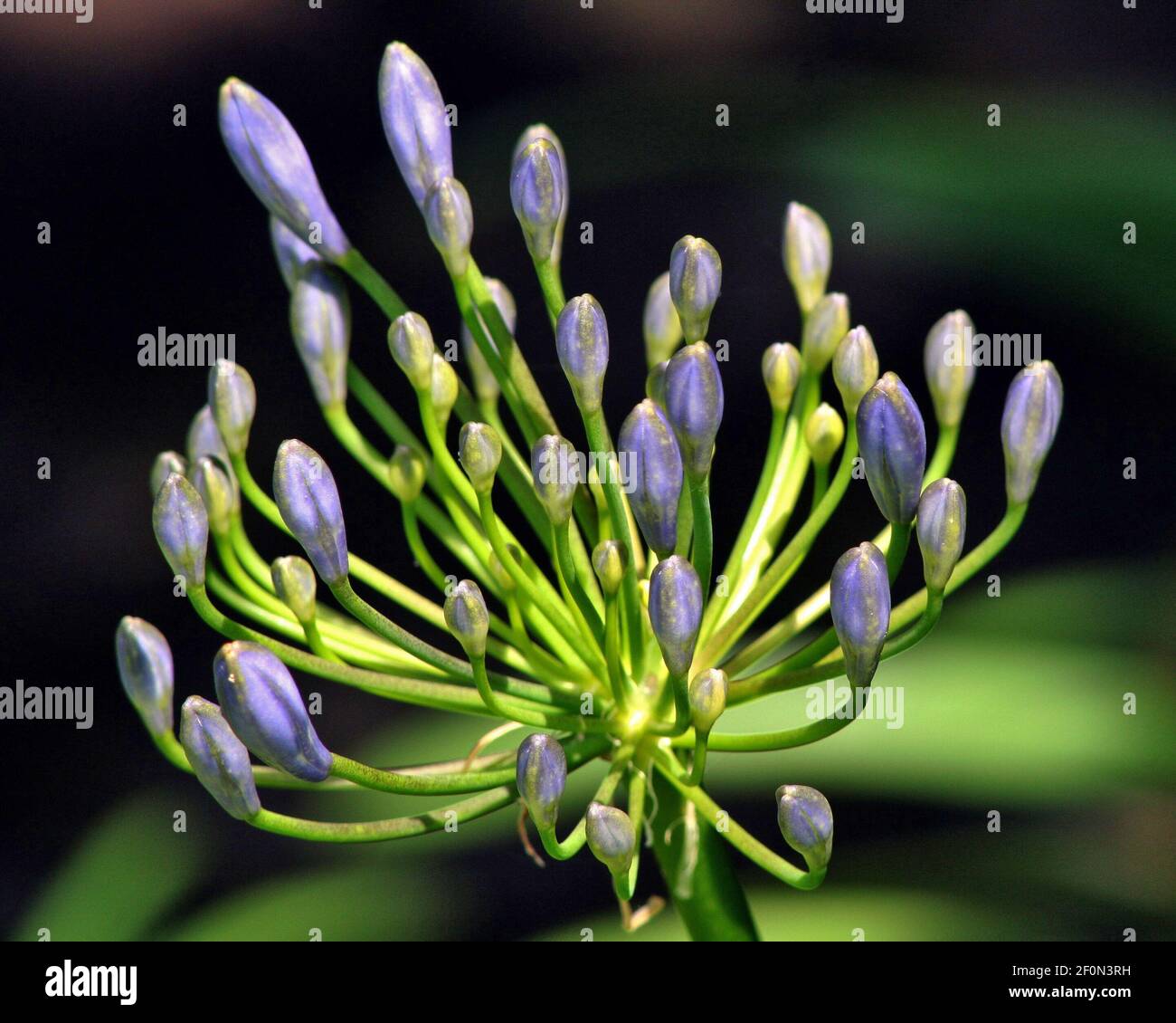 Teardrop flower hi-res stock photography and images - Alamy