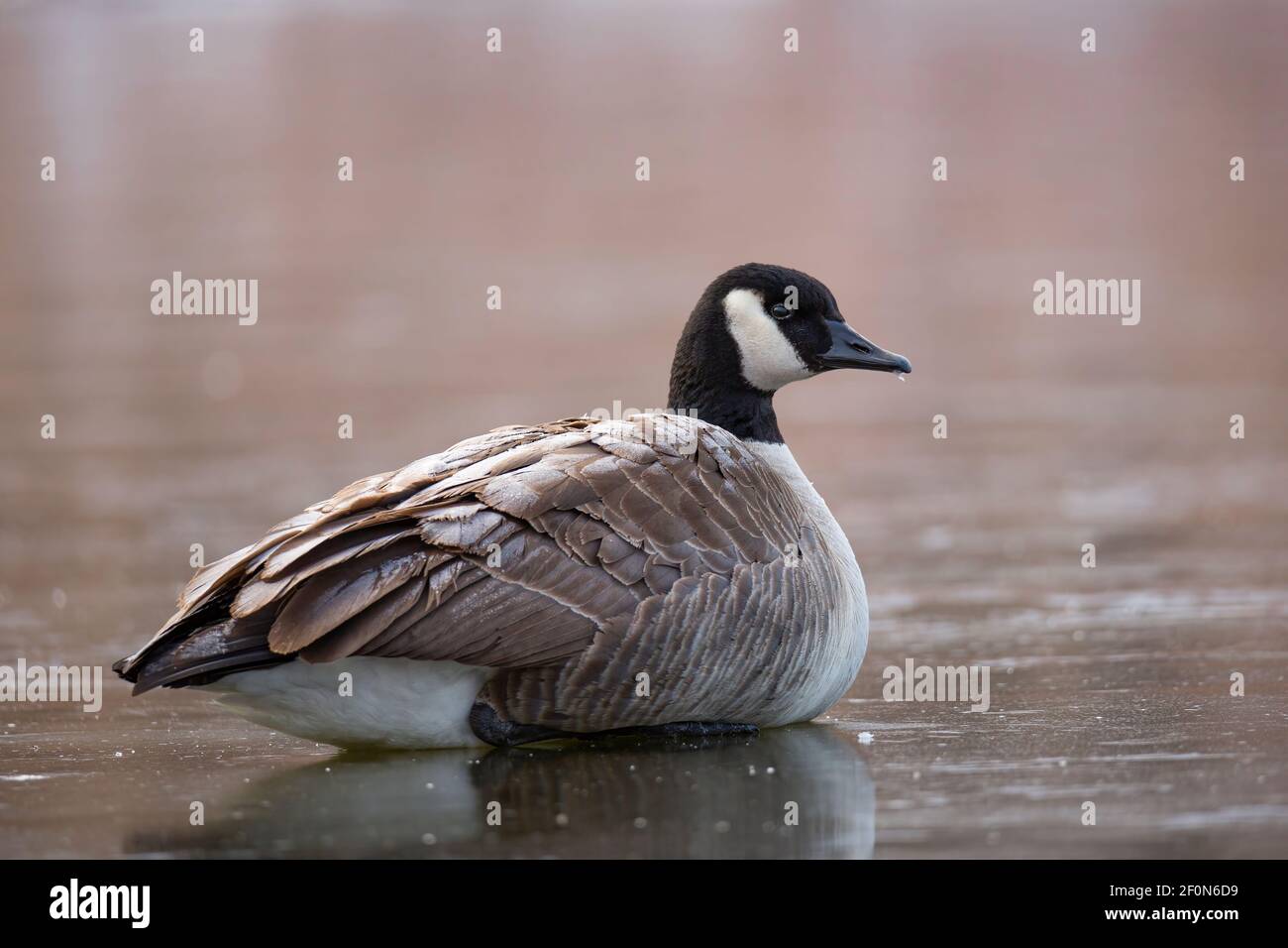 Resting goose pond hi-res stock photography and images - Alamy