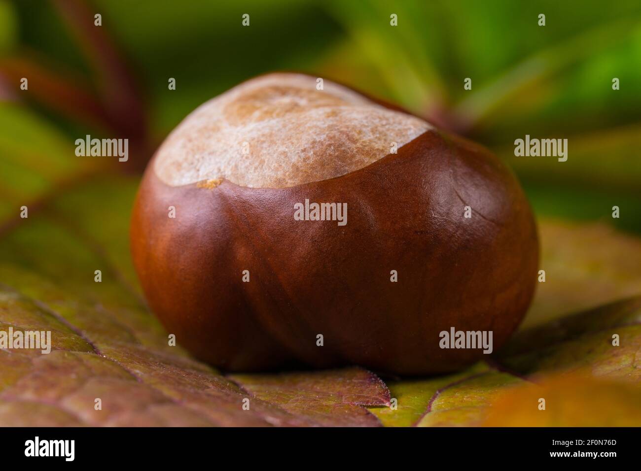 Chestnut detail hi-res stock photography and images - Alamy