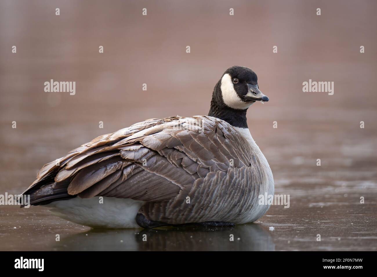 Waterfowl pond hi-res stock photography and images - Alamy