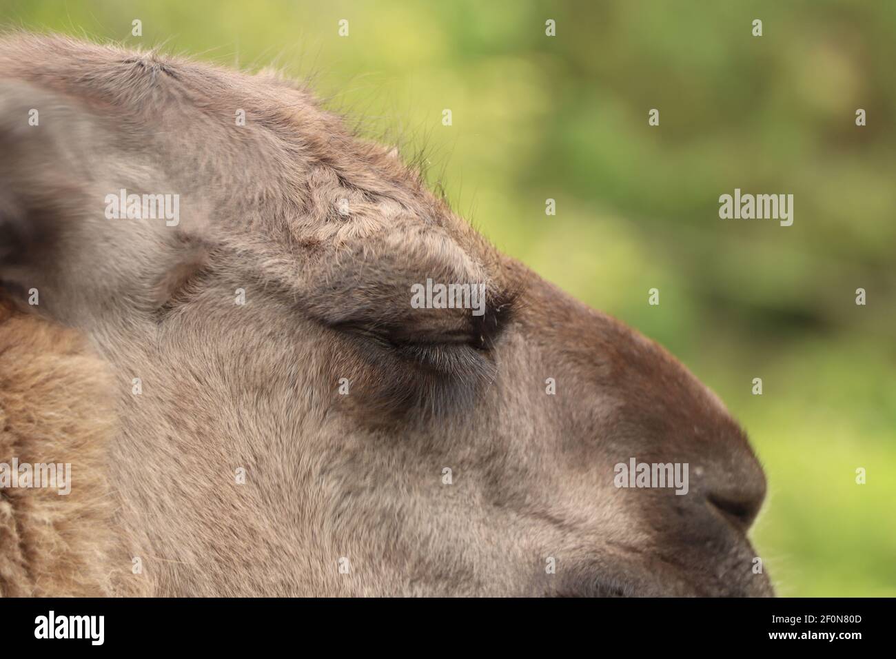 An angry alpaca glaring in the distance looking as if he's preparing to ...