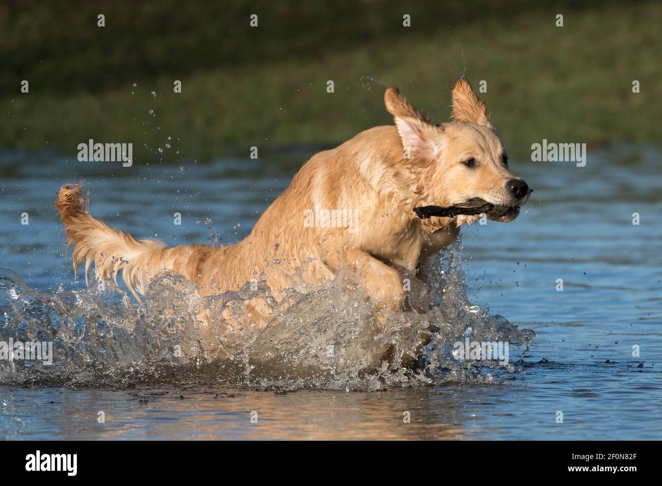 Golden retriever splashing about having great fun retrieving a stick ...