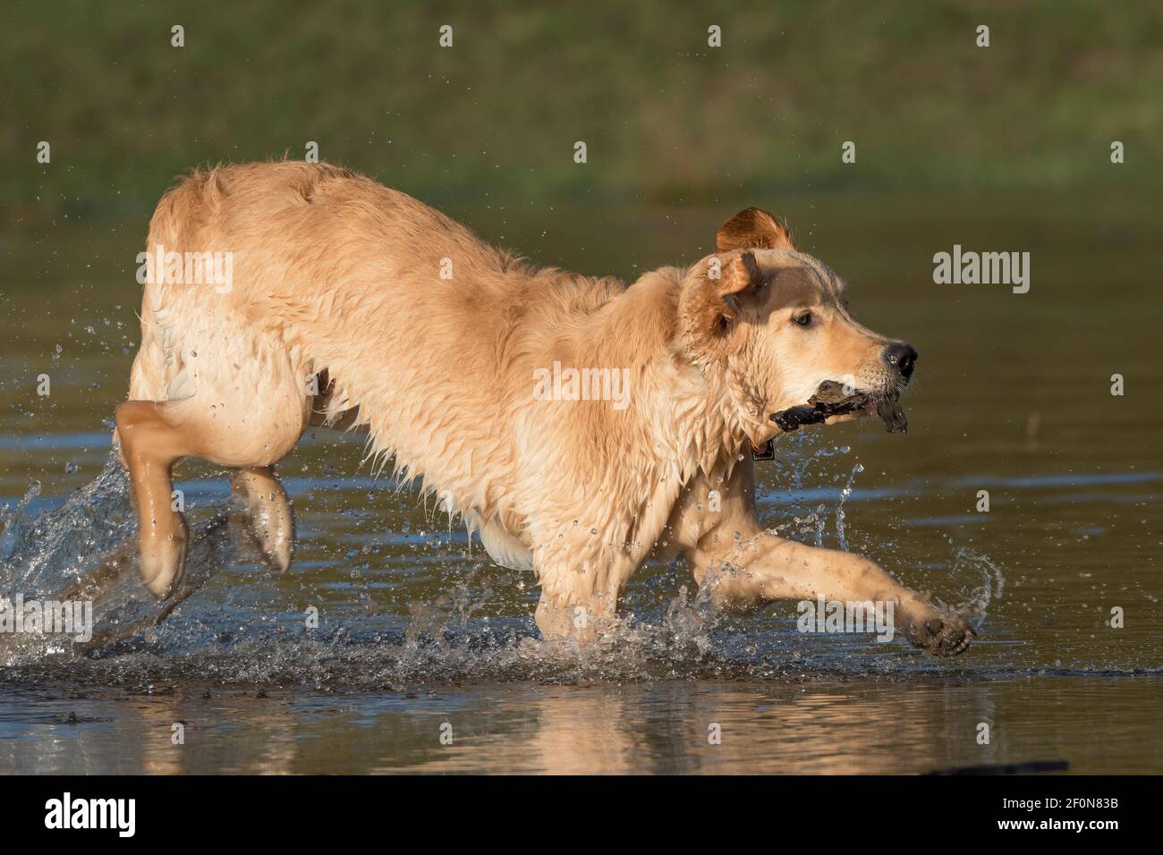 Golden retriever puppy jumping hi-res stock photography and images - Alamy