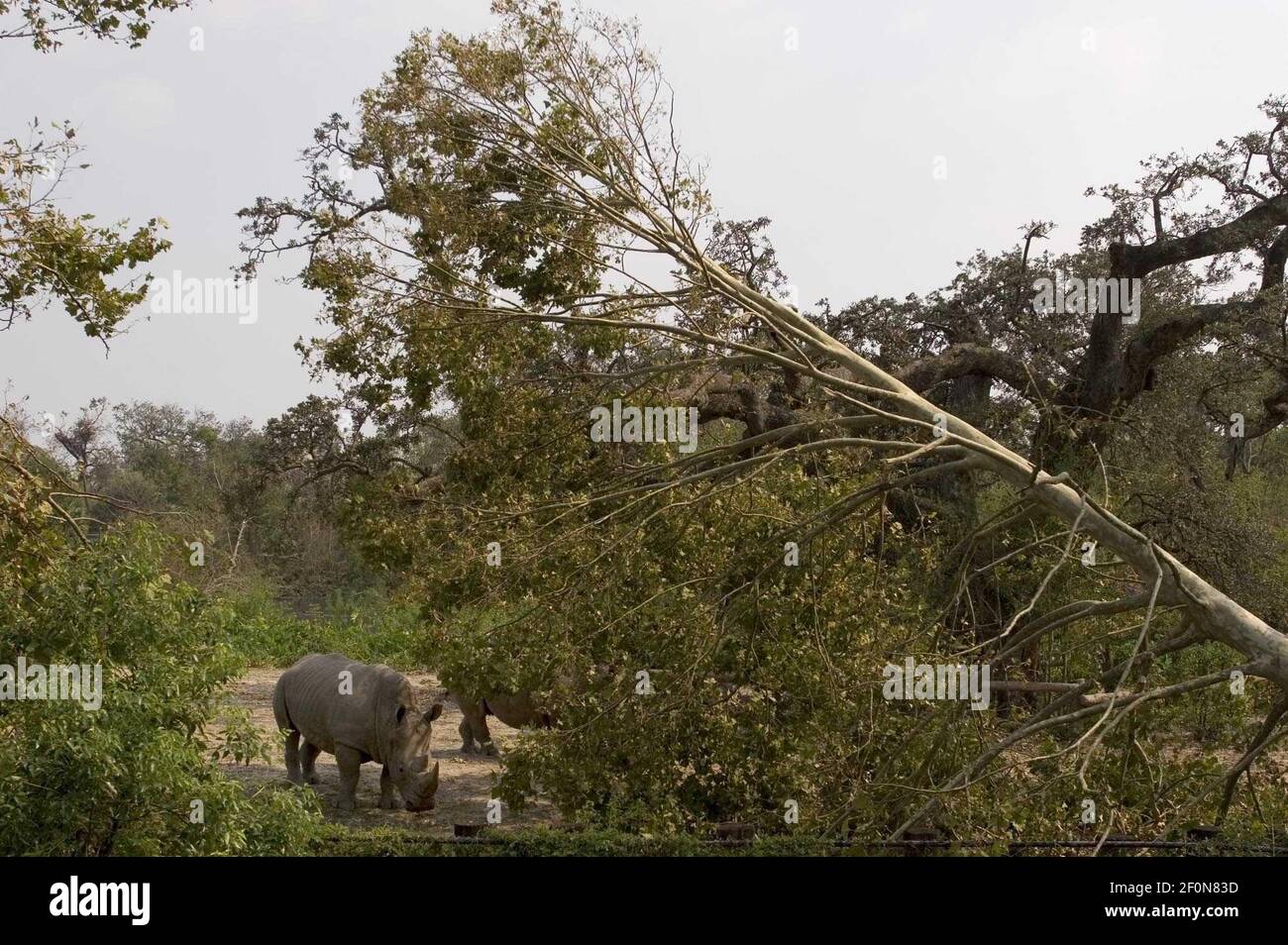 3 Sept 2005- New Orleans, LA - Hurricane Katrina aftermath. Audubon Zoo ...