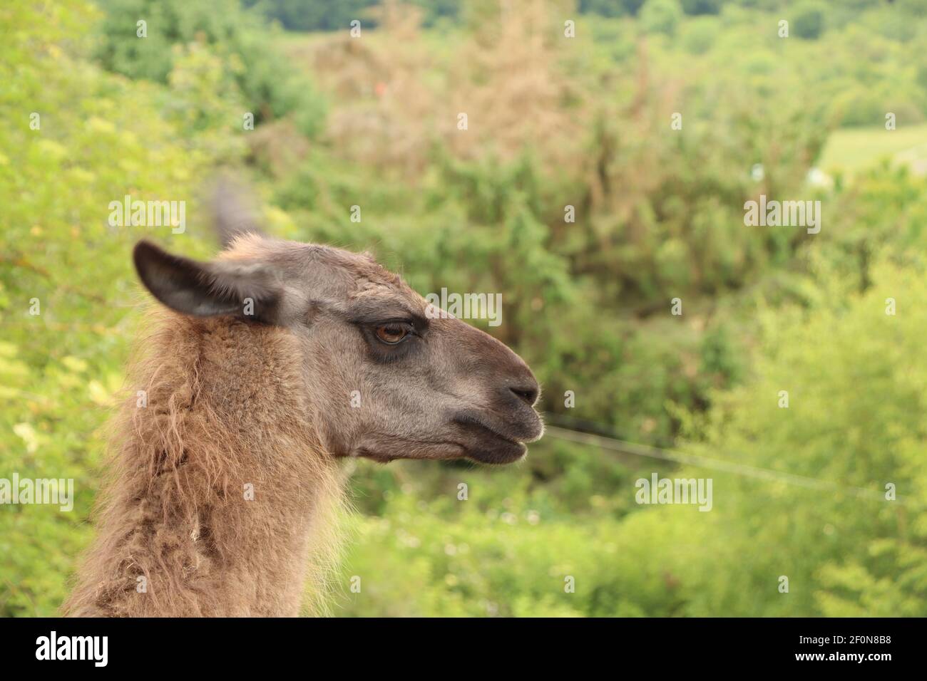 An angry alpaca glaring in the distance looking as if he's preparing to ...