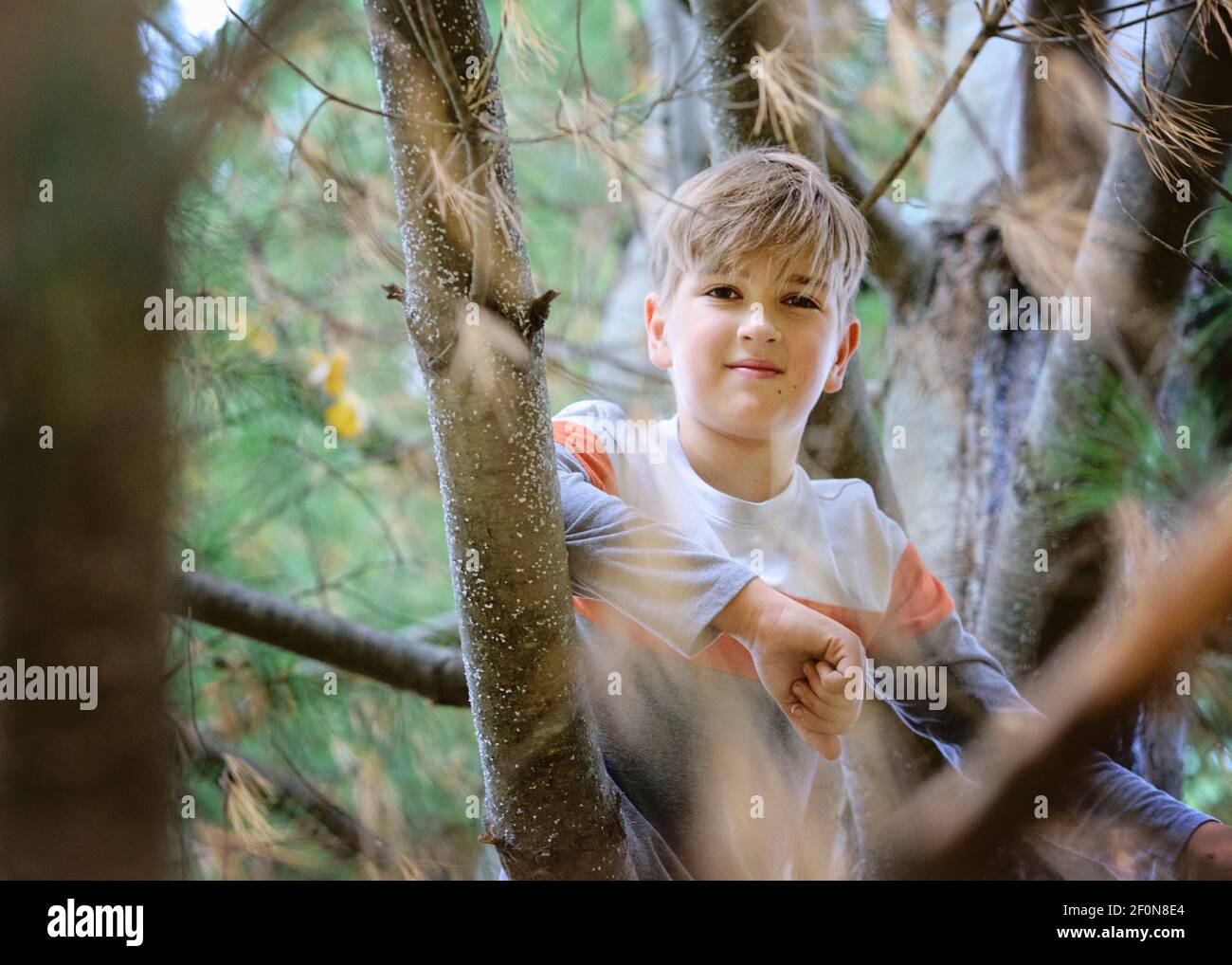 Happy young blond boy sitting in a pine tree Stock Photo - Alamy
