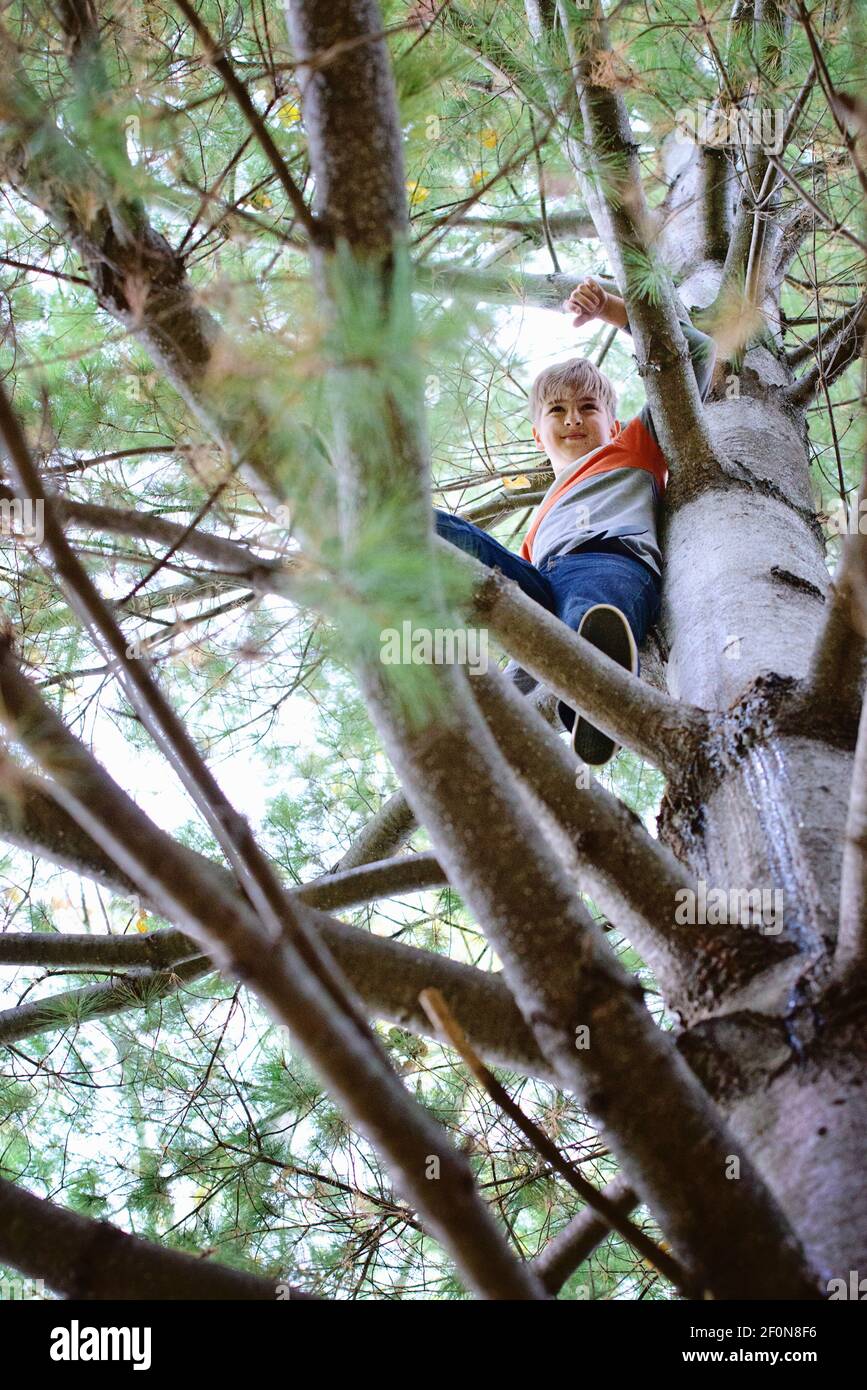 Happy young blond boy standing up in a pine tree Stock Photo - Alamy