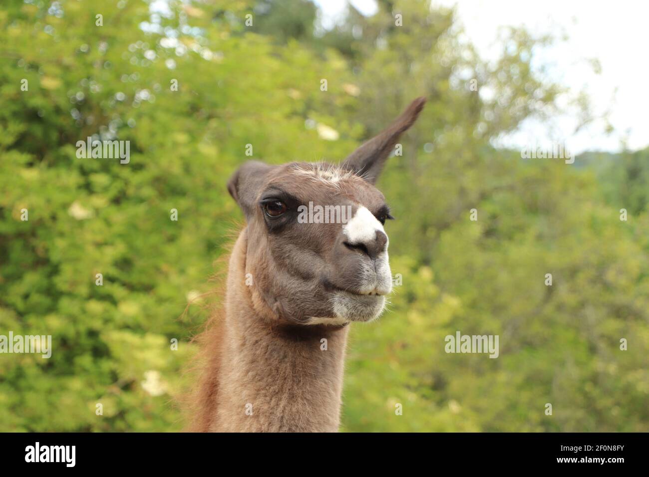 An angry alpaca glaring in the distance looking as if he's preparing to ...