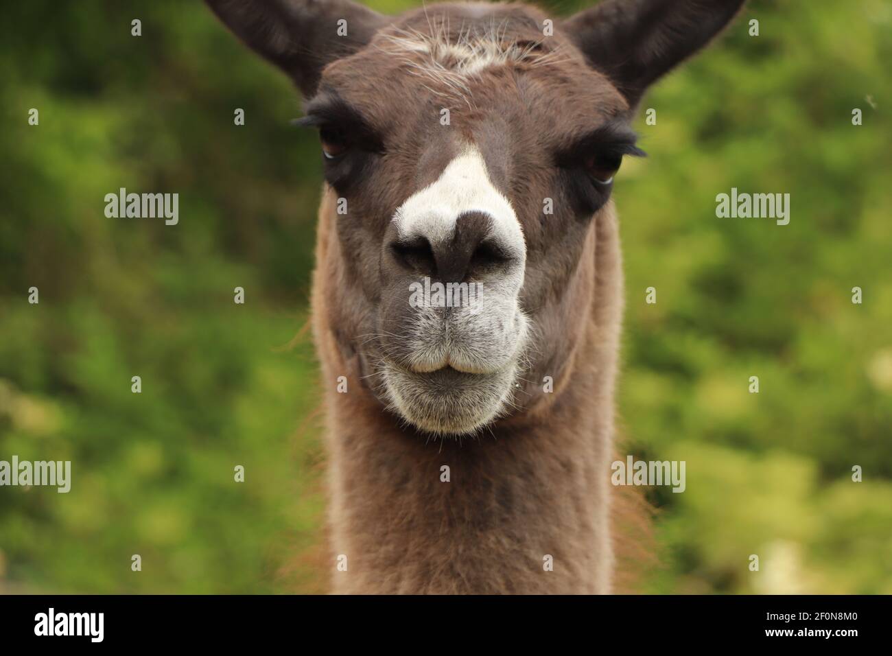 An angry alpaca glaring in the distance looking as if he's preparing to ...