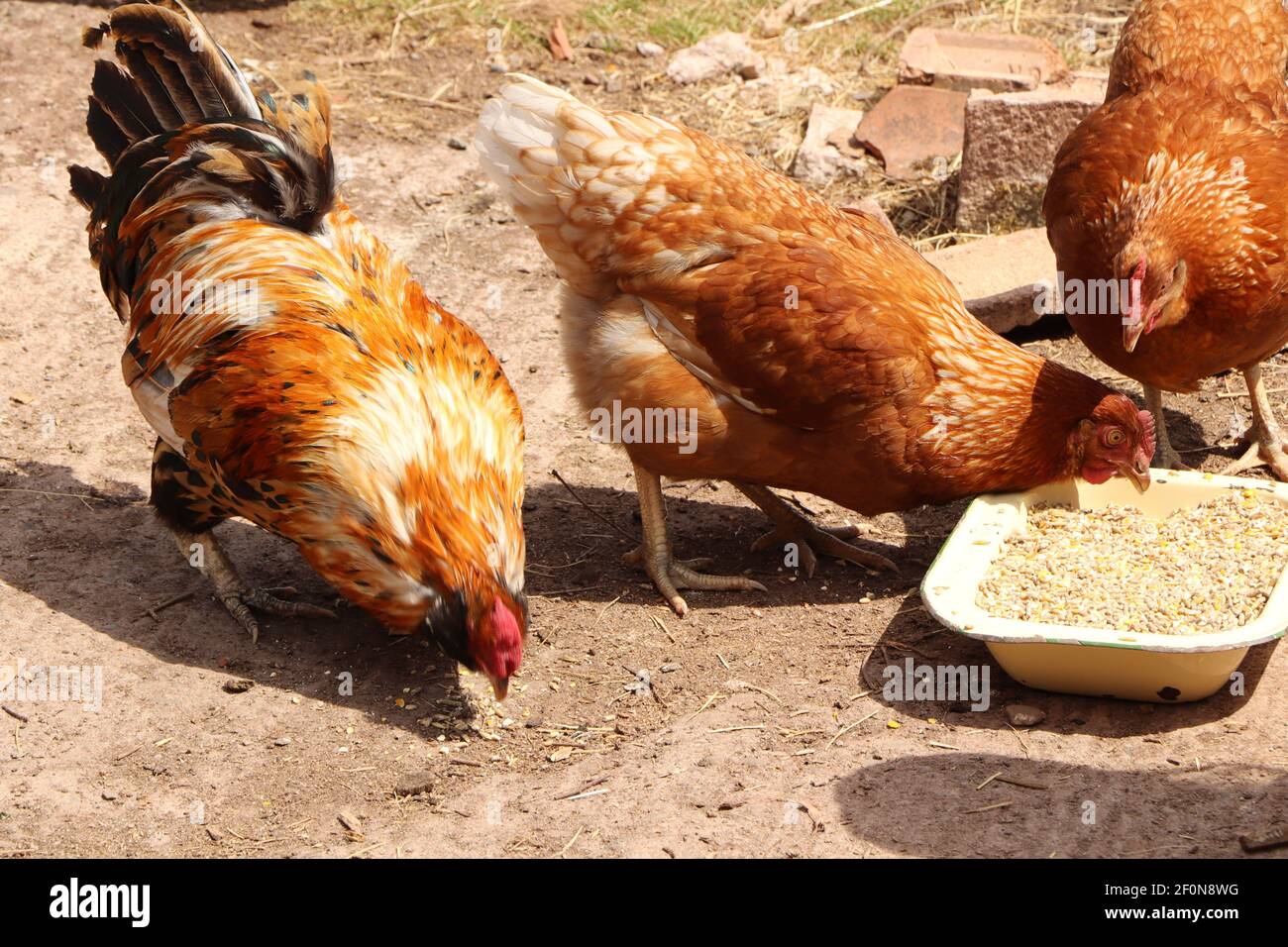 Feathers of a chicken's tail flashing in the sunlight Stock Photo - Alamy