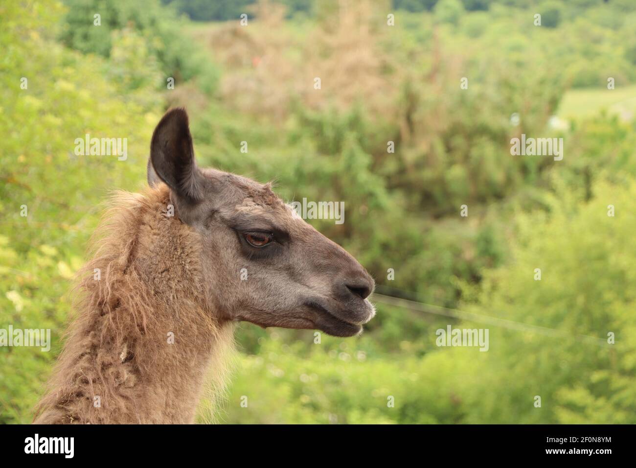 An angry alpaca glaring in the distance looking as if he's preparing to ...