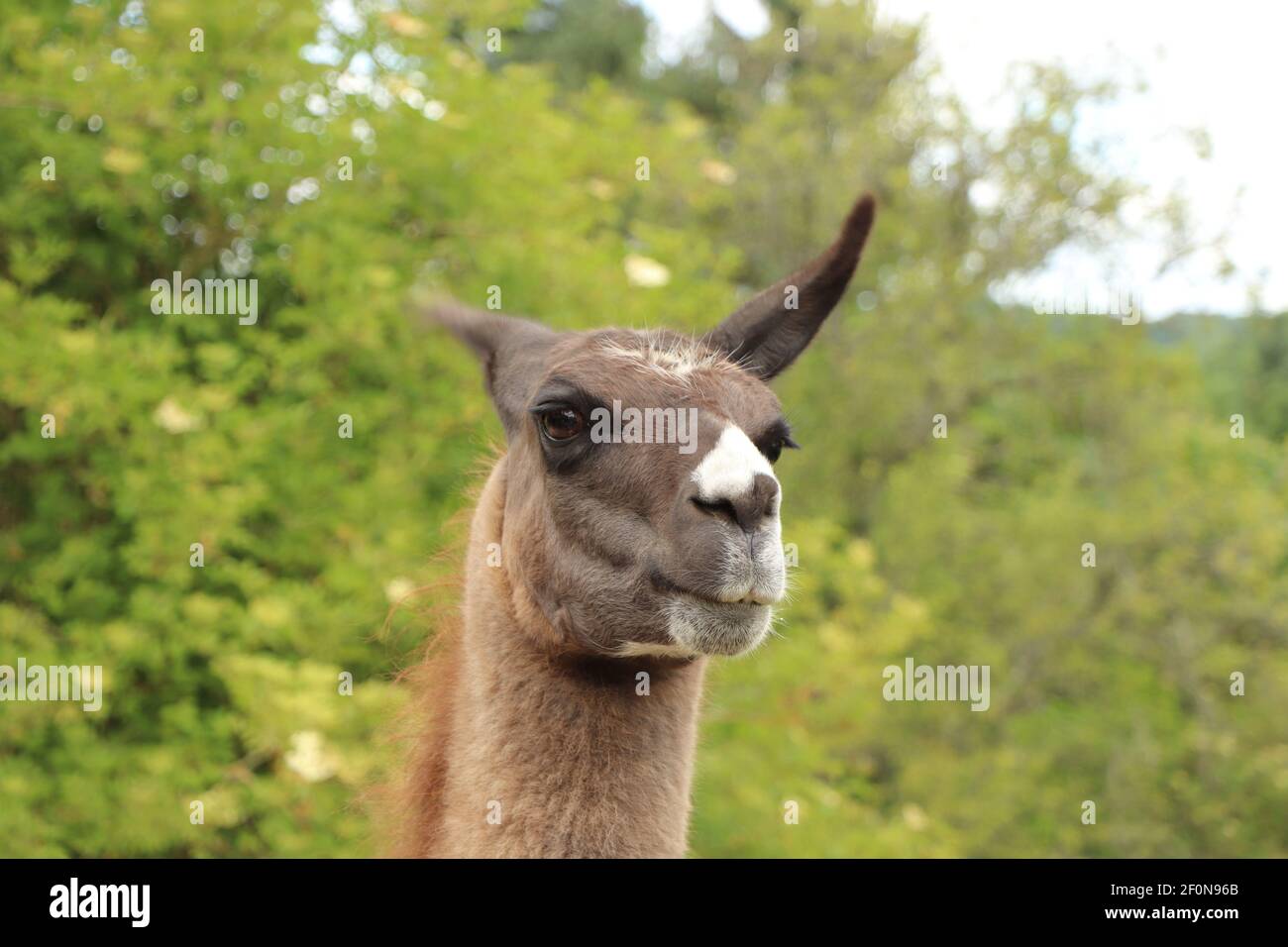 Angry alpaca hi-res stock photography and images - Alamy