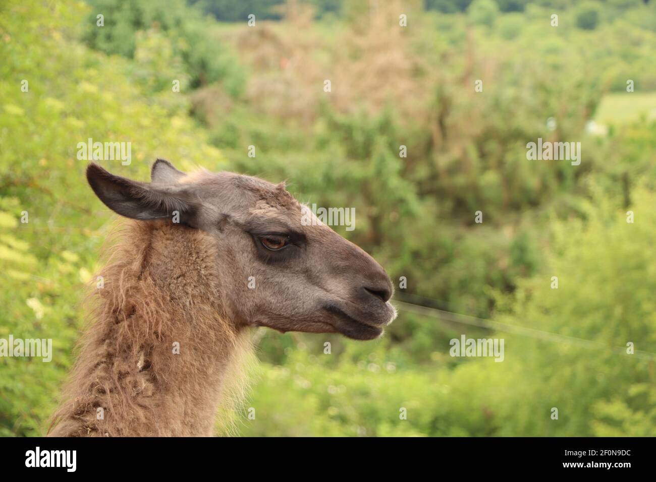 Mad Alpaca