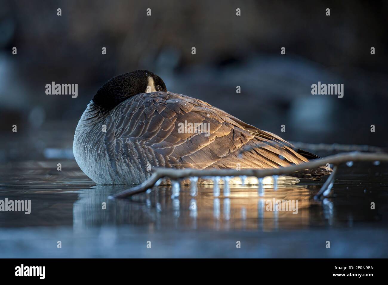 Resting goose pond hi-res stock photography and images - Alamy
