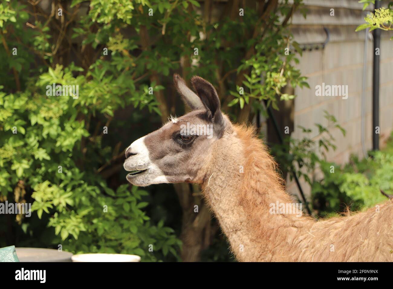 An angry alpaca glaring in the distance looking as if he's preparing to ...