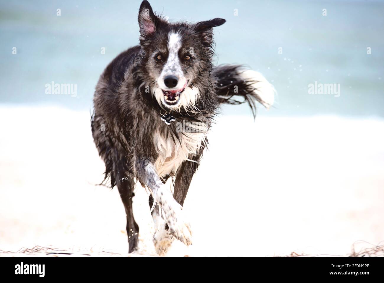 Are Border Collies Good Running Dogs