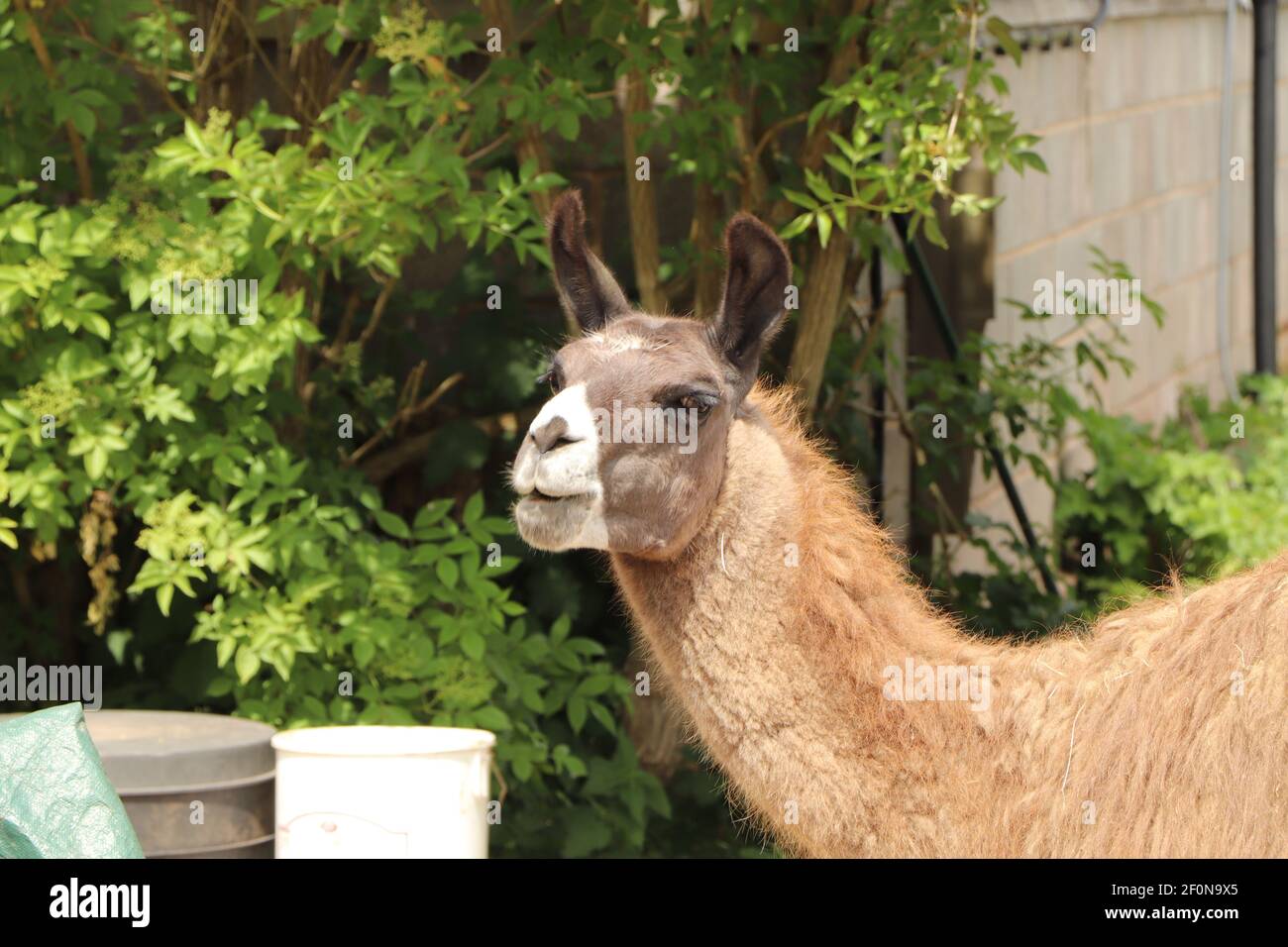 Angry alpaca hi-res stock photography and images - Alamy