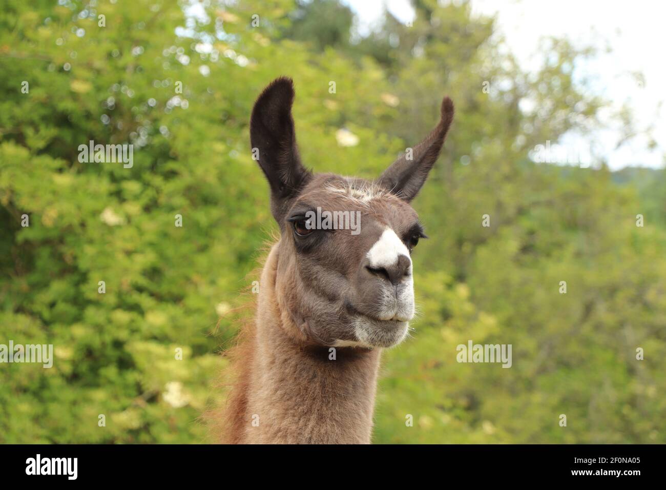 An angry alpaca glaring in the distance looking as if he's preparing to ...