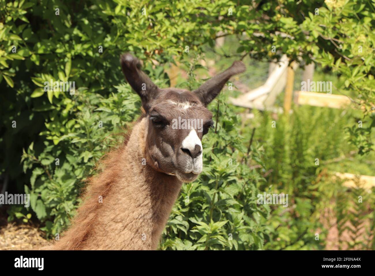 An angry alpaca glaring in the distance looking as if he's preparing to ...