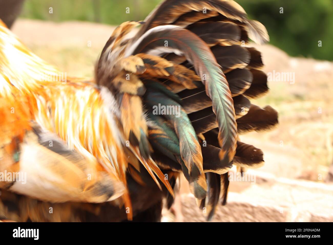 Tail flashing hi-res stock photography and images - Alamy