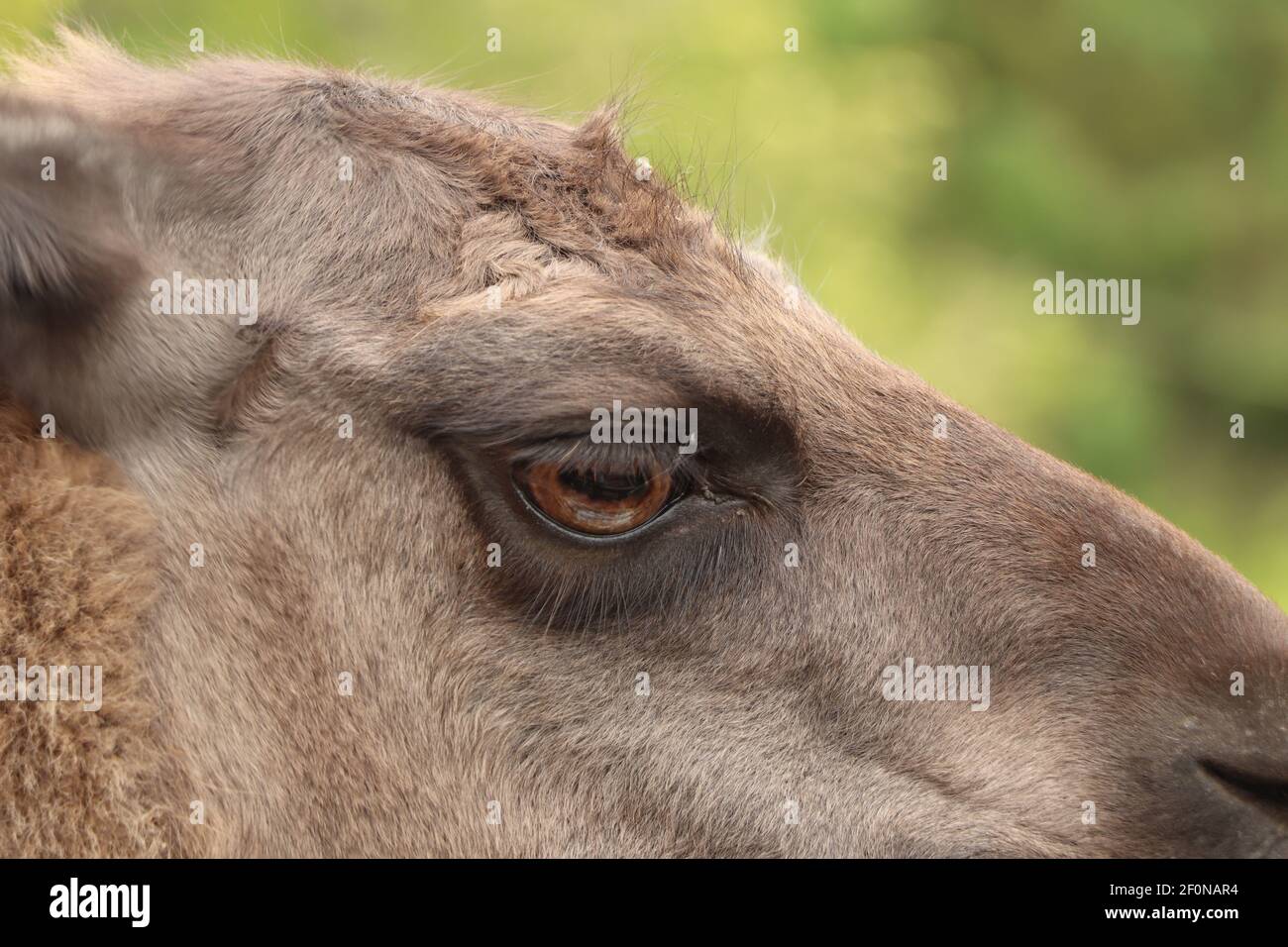 An angry alpaca glaring in the distance looking as if he's preparing to ...