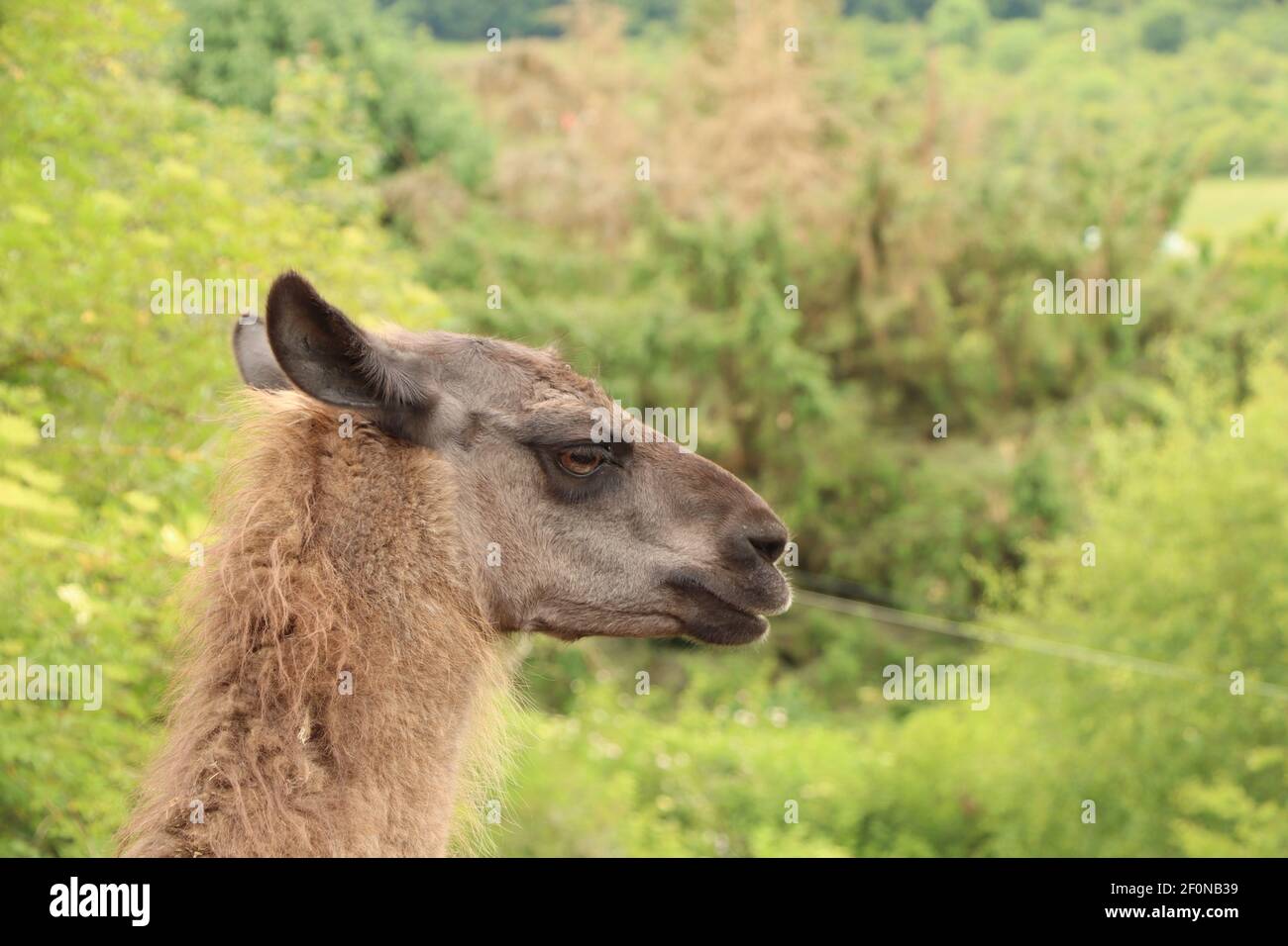 An angry alpaca glaring in the distance looking as if he's preparing to ...
