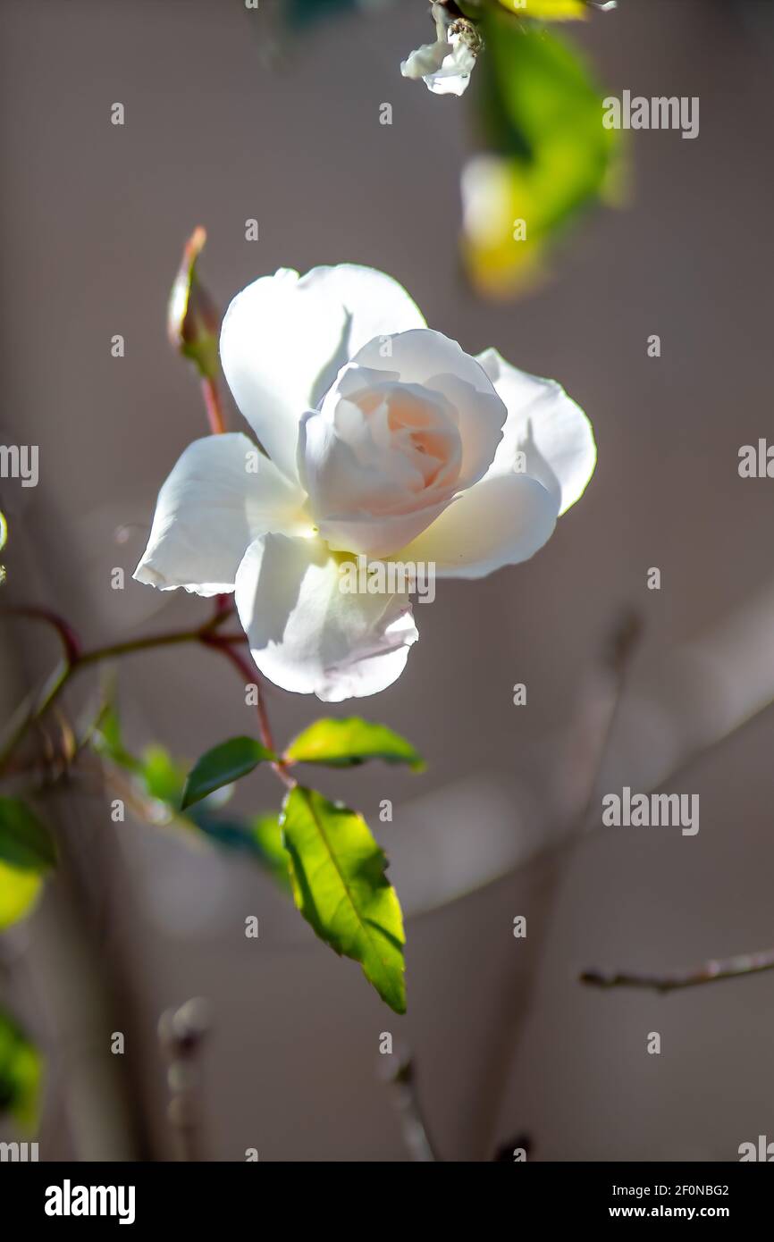 Flower closed sunset hi-res stock photography and images - Alamy