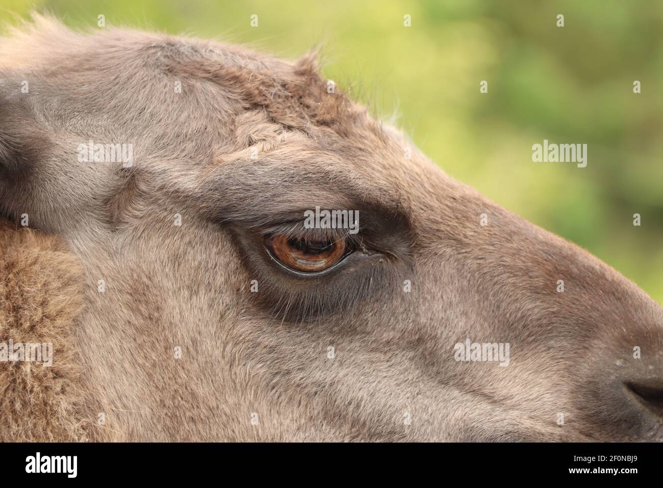 An angry alpaca glaring in the distance looking as if he's preparing to ...