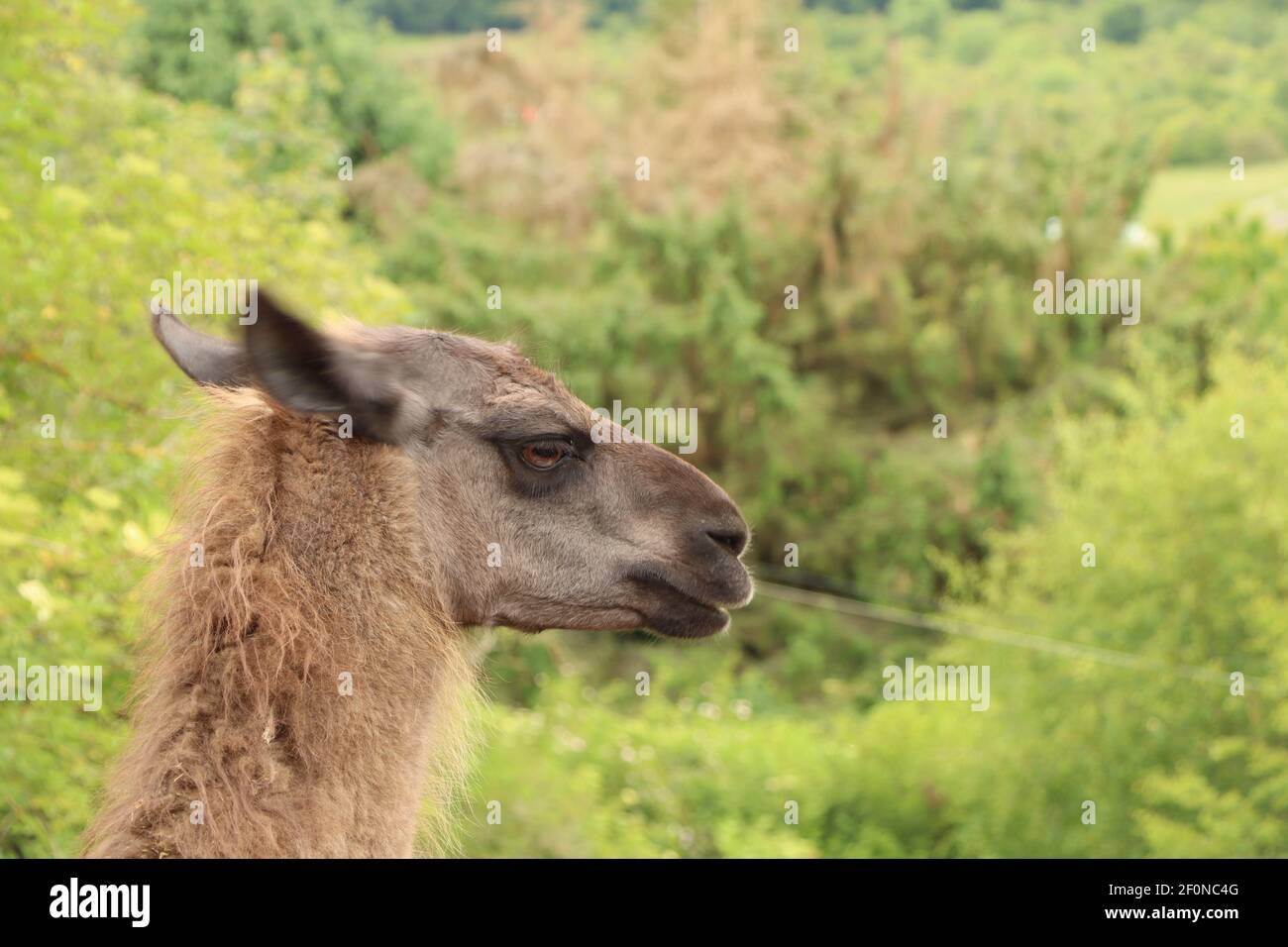 An angry alpaca glaring in the distance looking as if he's preparing to ...