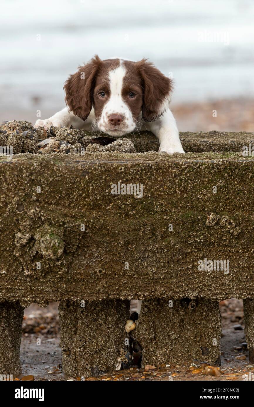Puppy exploring beach hi-res stock photography and images - Alamy
